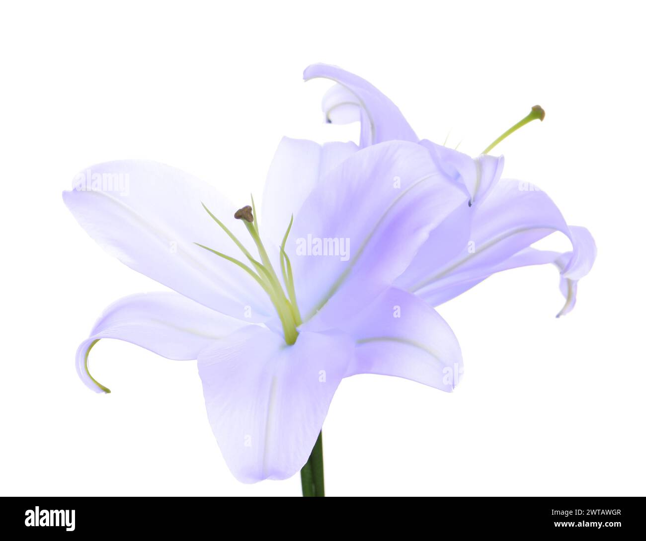 Violet lily flowers on white background, closeup. Funeral attributes ...