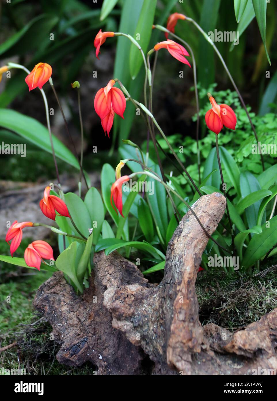 Masdevallia hi-res stock photography and images - Alamy