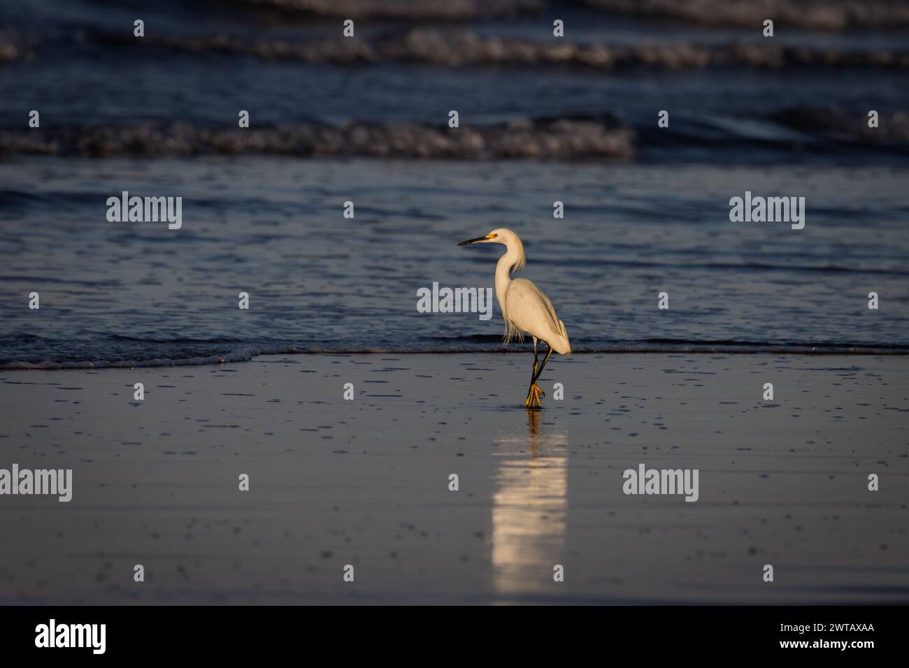 Image of a Snowy Egret standing in shallow water early in the morning ...