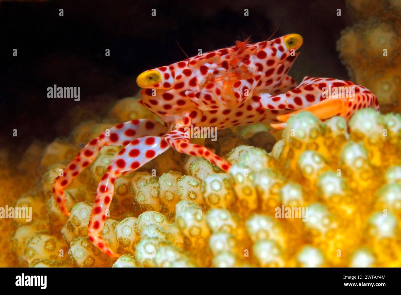 Trapezia hi-res stock photography and images - Alamy