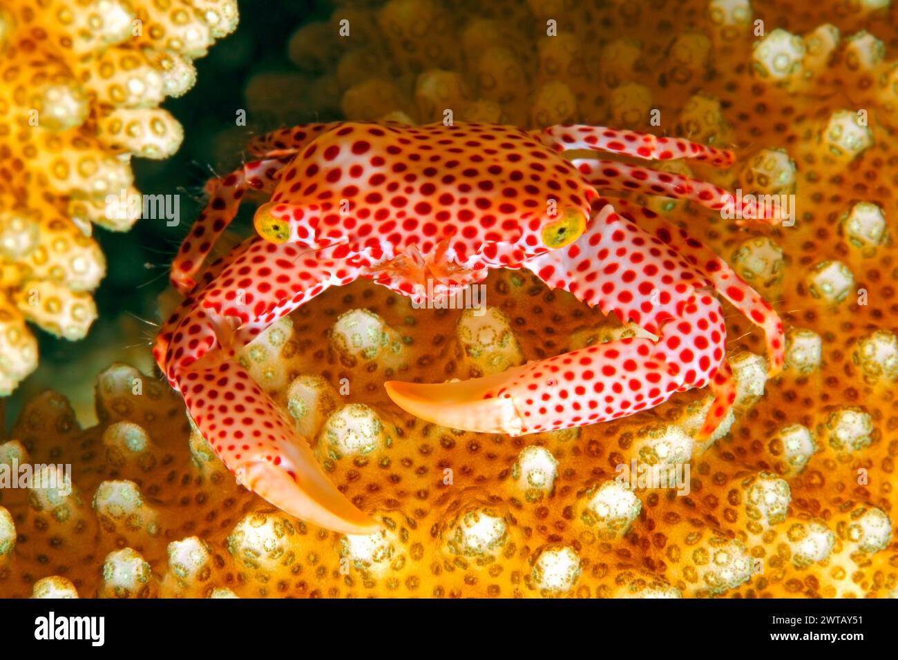 Rust Spotted Guard Crab, or Hard Coral Crab or Red-Spotted Coral Crab ...