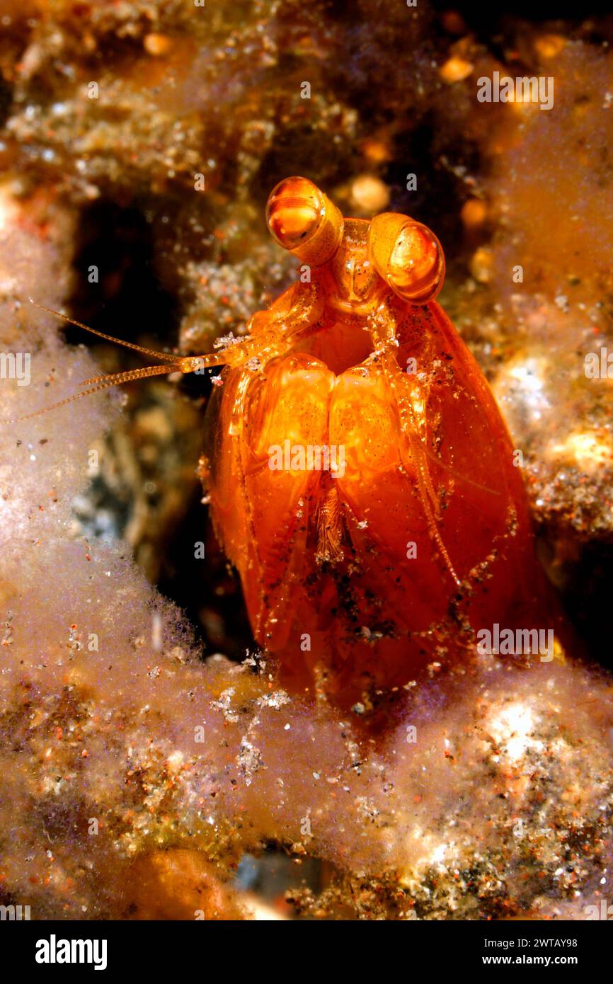 Smooth mantis shrimp hi-res stock photography and images - Alamy
