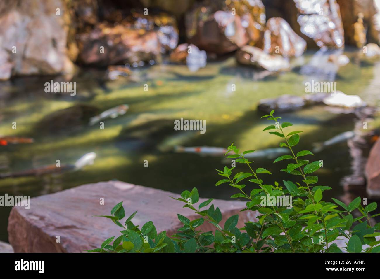 Carp swimming up a waterfall hi-res stock photography and images - Alamy