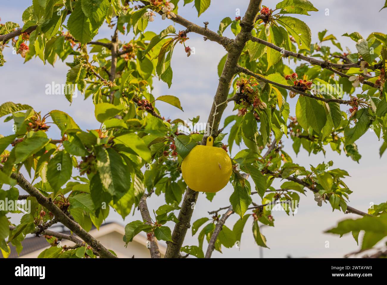 Close-up view of a yellow sticky plastic insect trap on a cherry tree ...