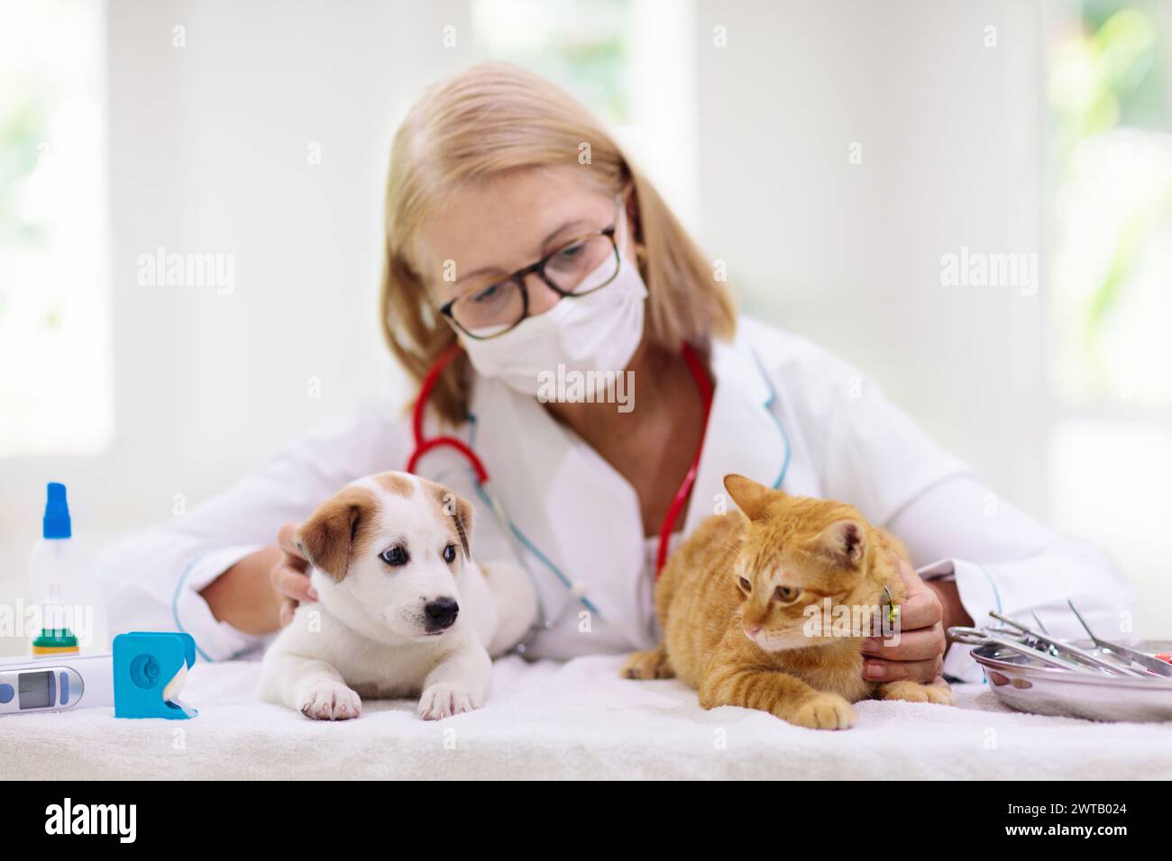 Vet examining dog and cat. Puppy and kitten at veterinarian doctor ...