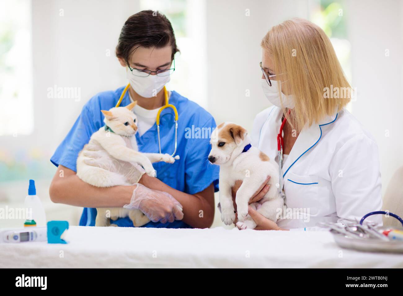 Vet examining dog and cat. Puppy and kitten at veterinarian doctor ...