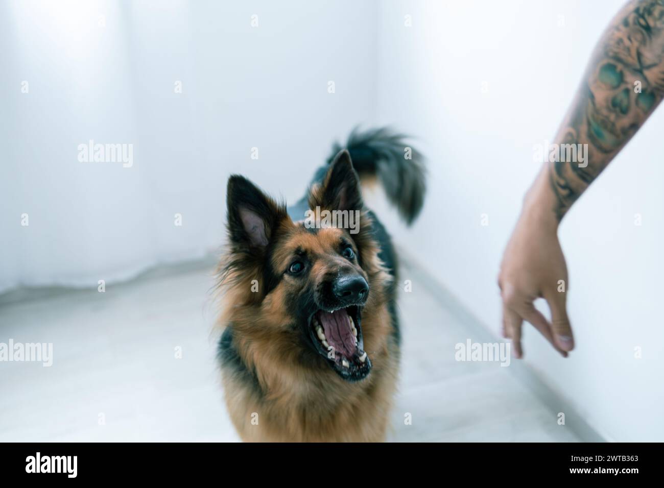 An energetic German Shepherd looks excited and ready to fetch a toy in ...