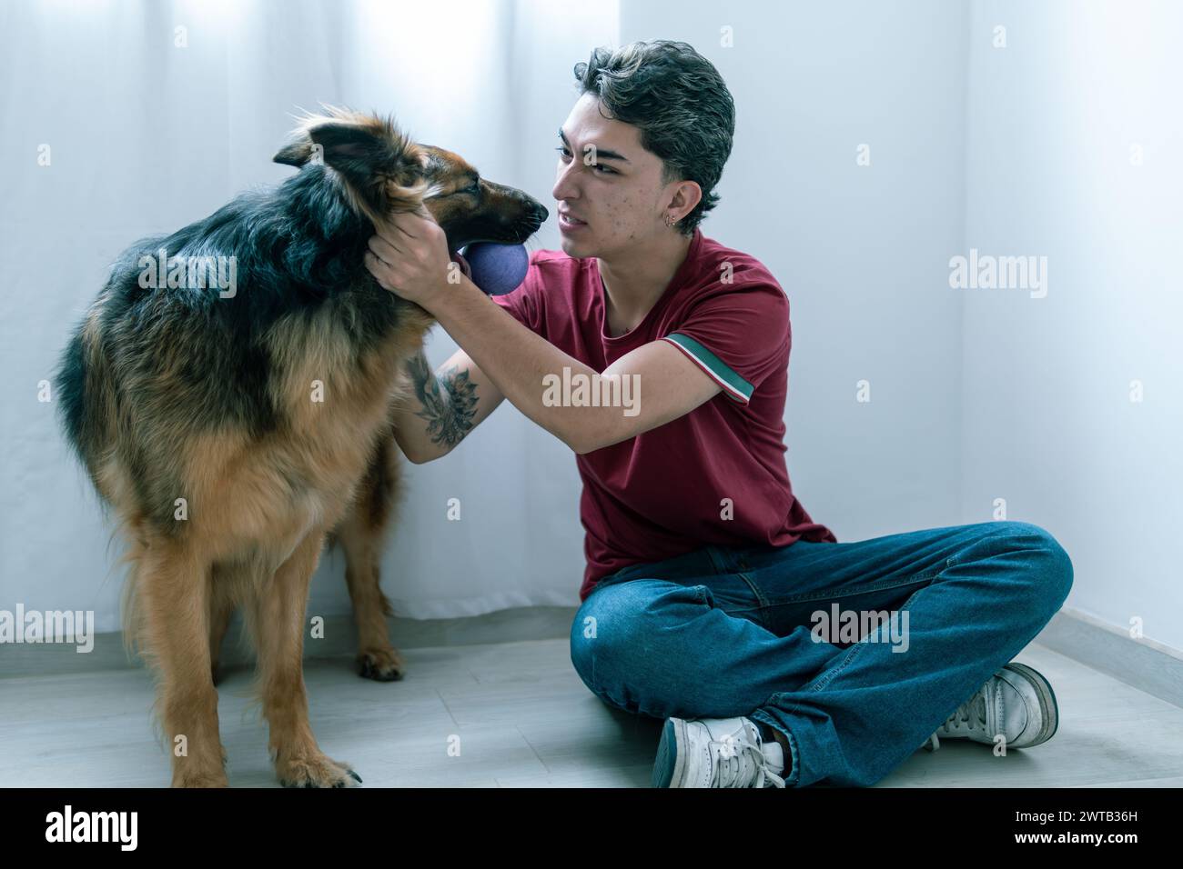 A Latino young man playfully interacts with his German Shepherd holding ...