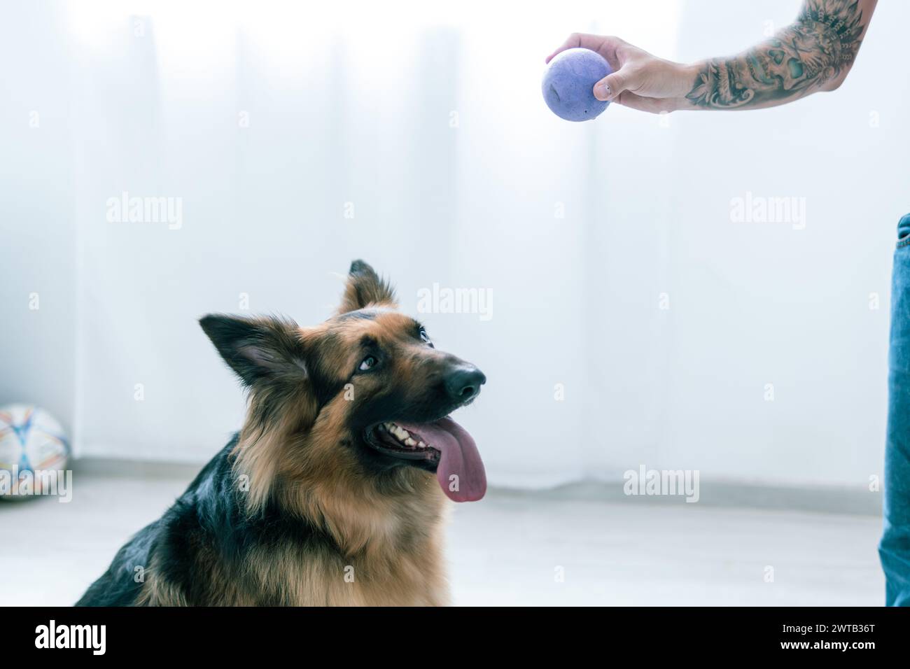 An excited German Shepherd with an open mouth looking at a ball, ready ...