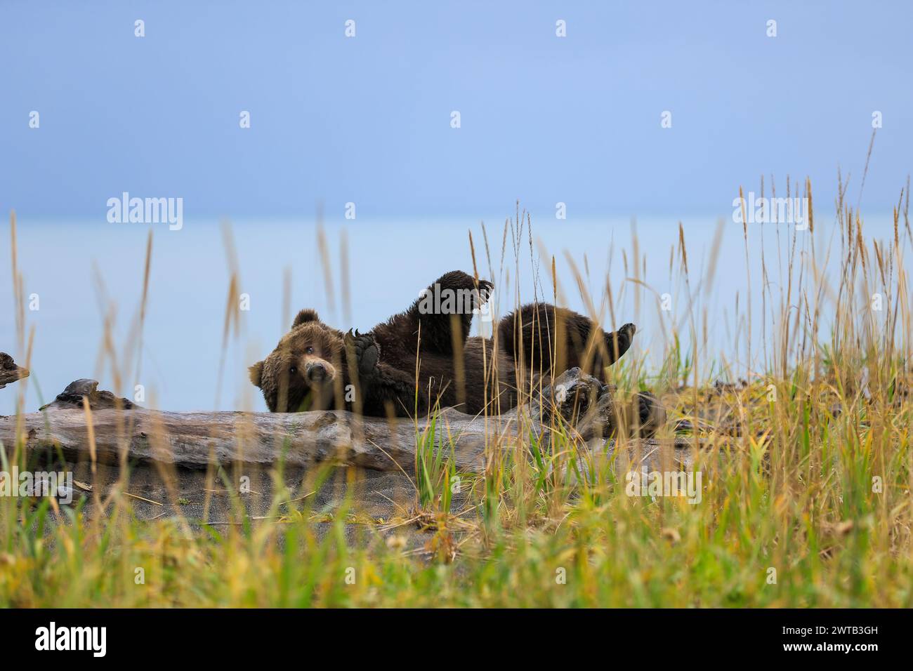 Alaskan coastal brown bear laying on a log behind tall grass in Lake ...
