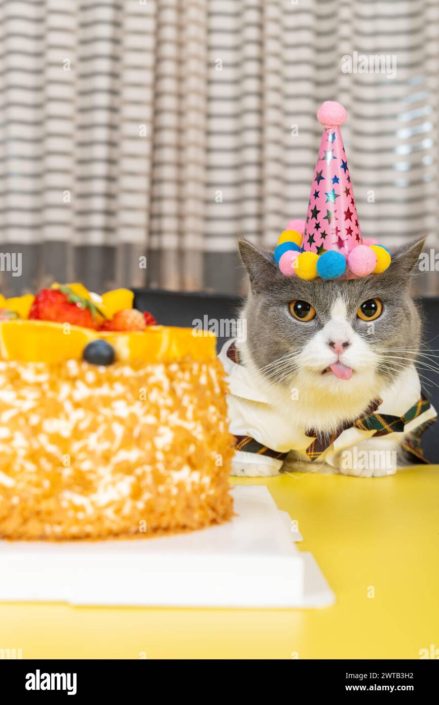 Cat celebrating birthday hi-res stock photography and images - Alamy