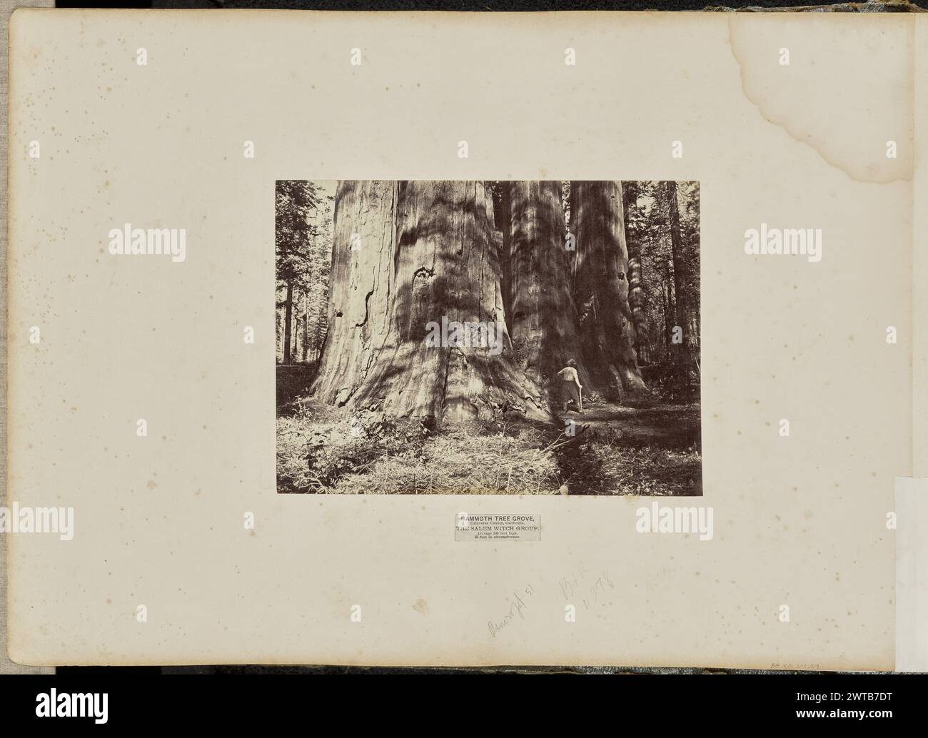 Mammoth Tree Grove, Calaveras County, California. The Salem Witch Group ...