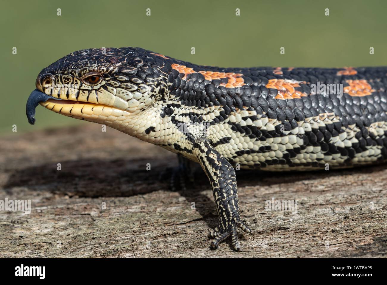 Southern blue tongue lizard hi-res stock photography and images - Alamy