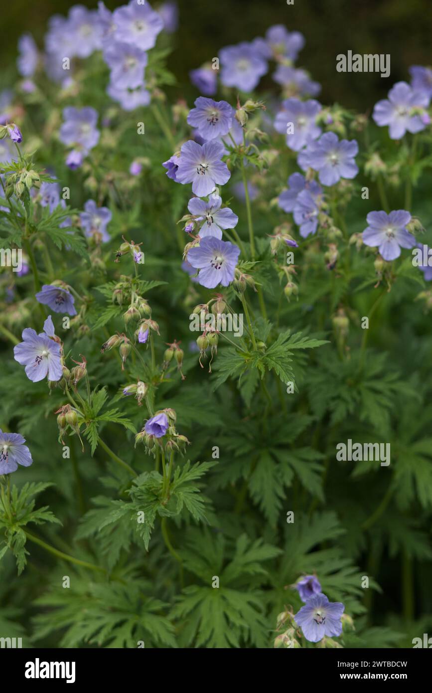 Geranium pratense ,Meadow Cranesbill Stock Photo - Alamy