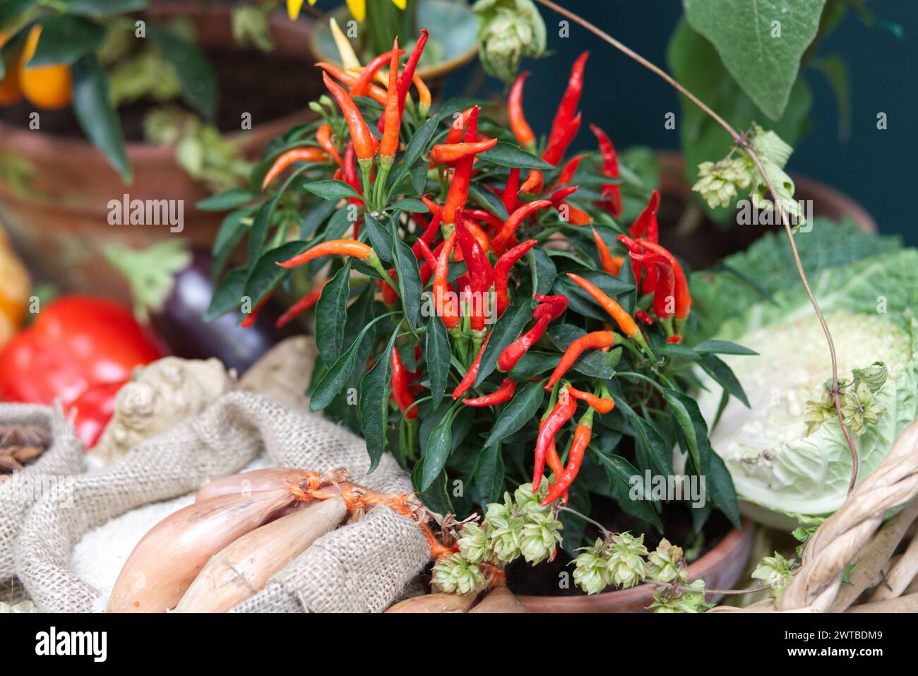 Ripening chili fruits hi-res stock photography and images - Alamy