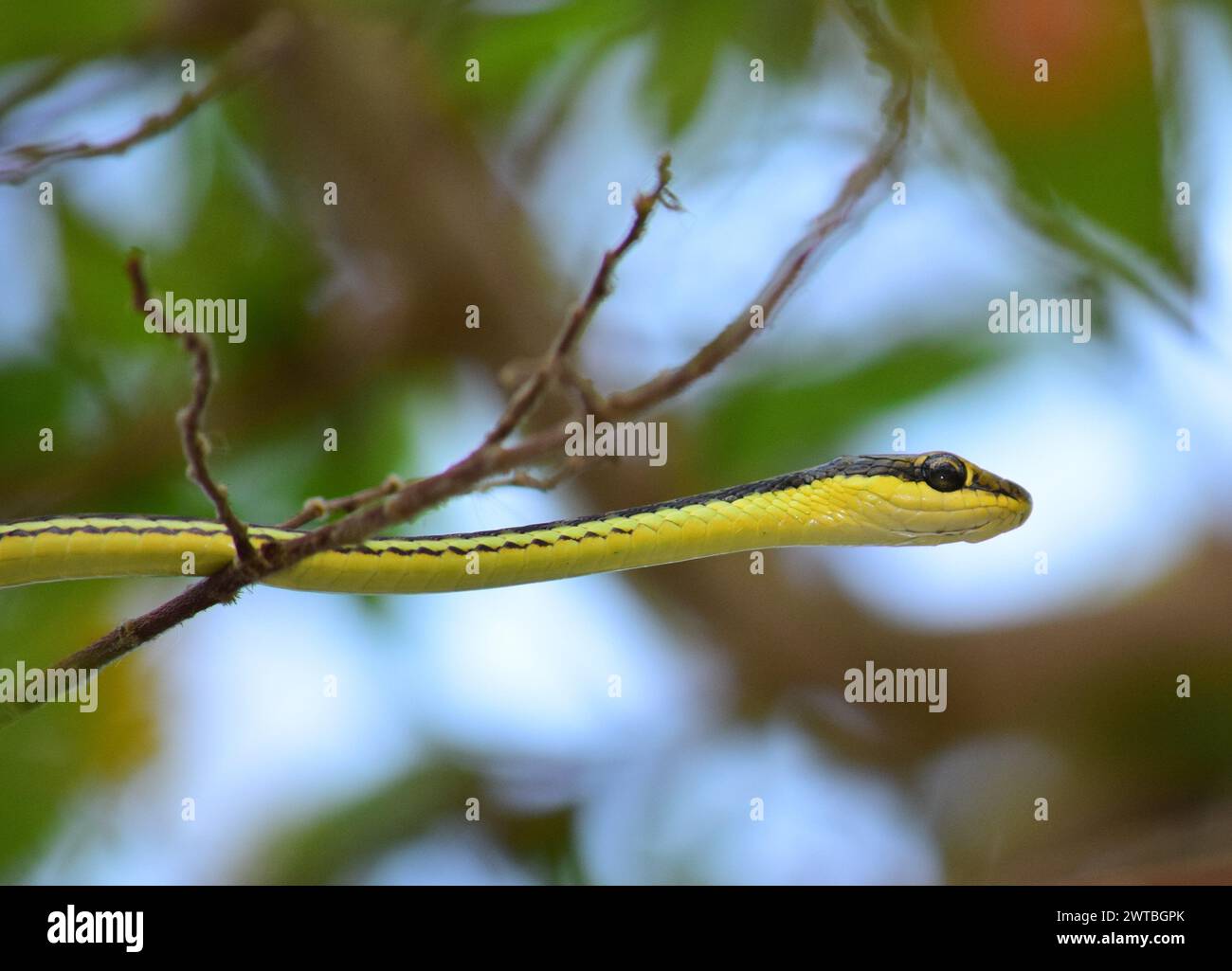 Baby snake tree hi-res stock photography and images - Alamy