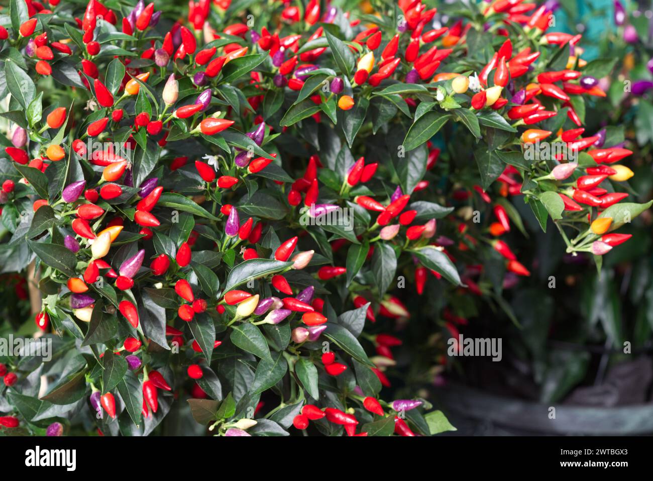 NuMex Twilight Chilli Stock Photo - Alamy
