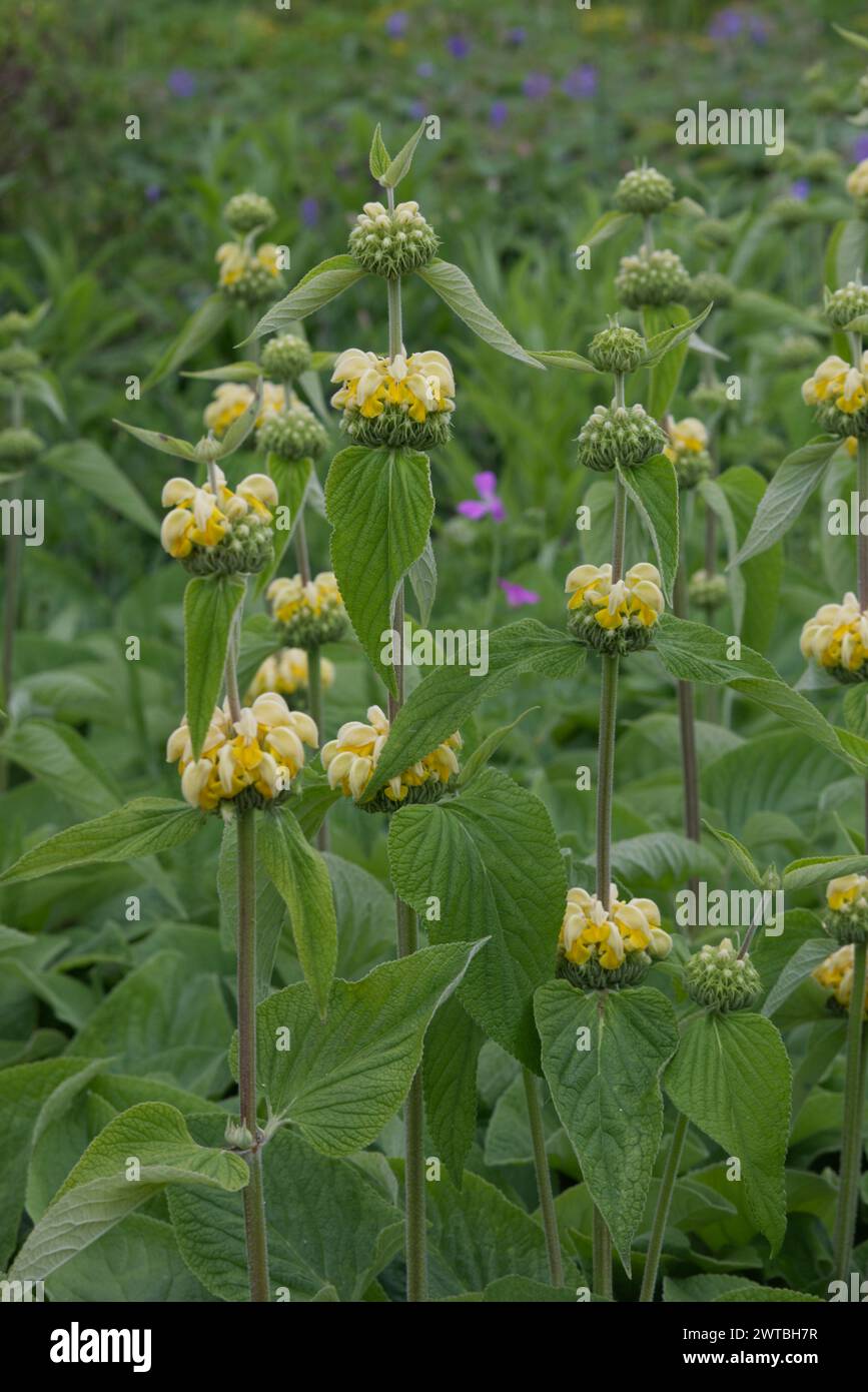 Phlomis russeliana turkish sage hi-res stock photography and images - Alamy