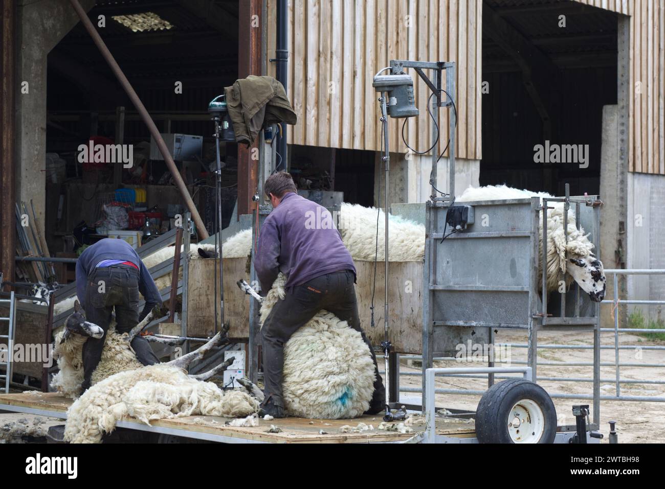sheep shearing in the countryside Stock Photo - Alamy