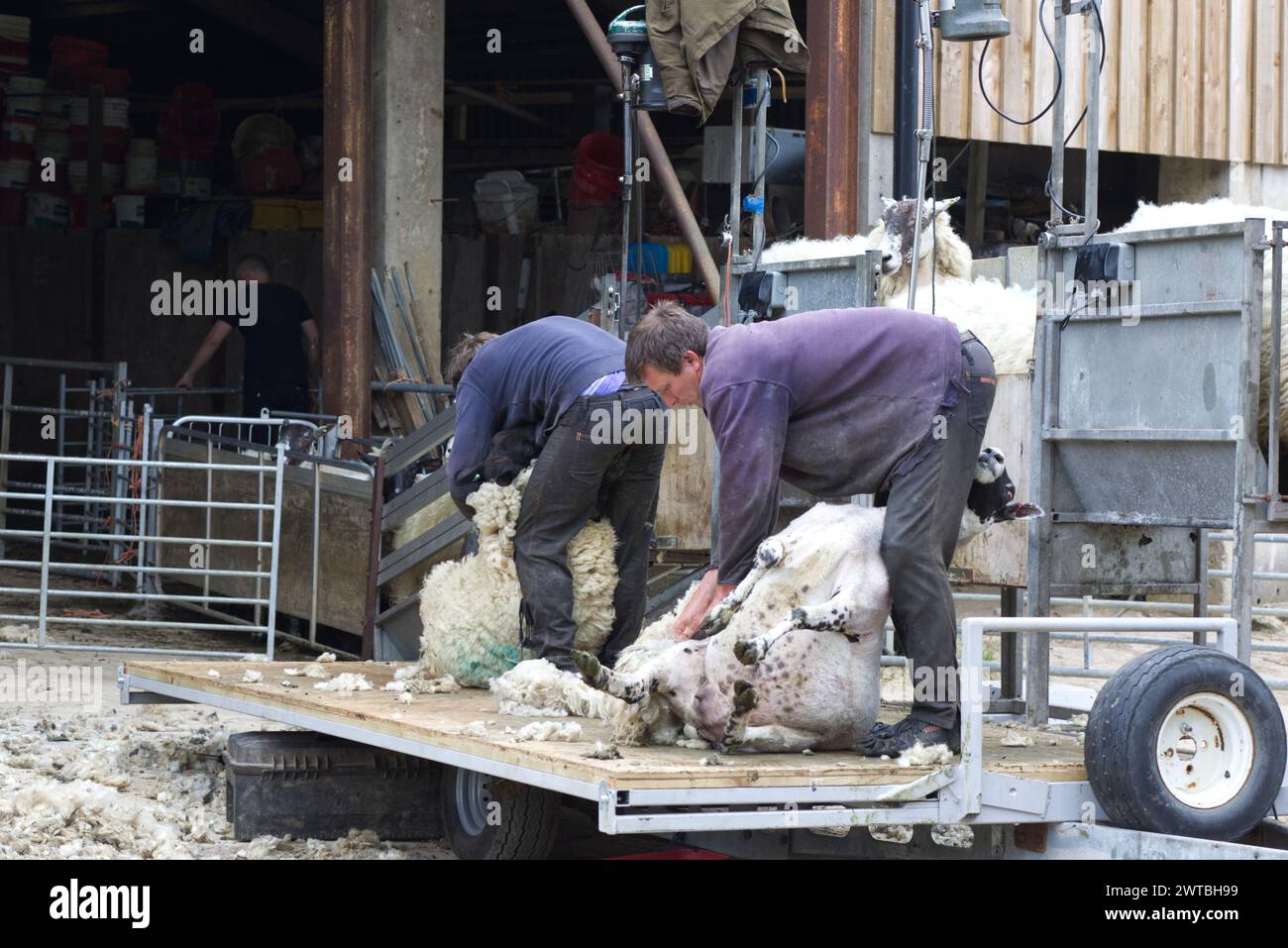 Sheep shearing machine hi-res stock photography and images - Alamy