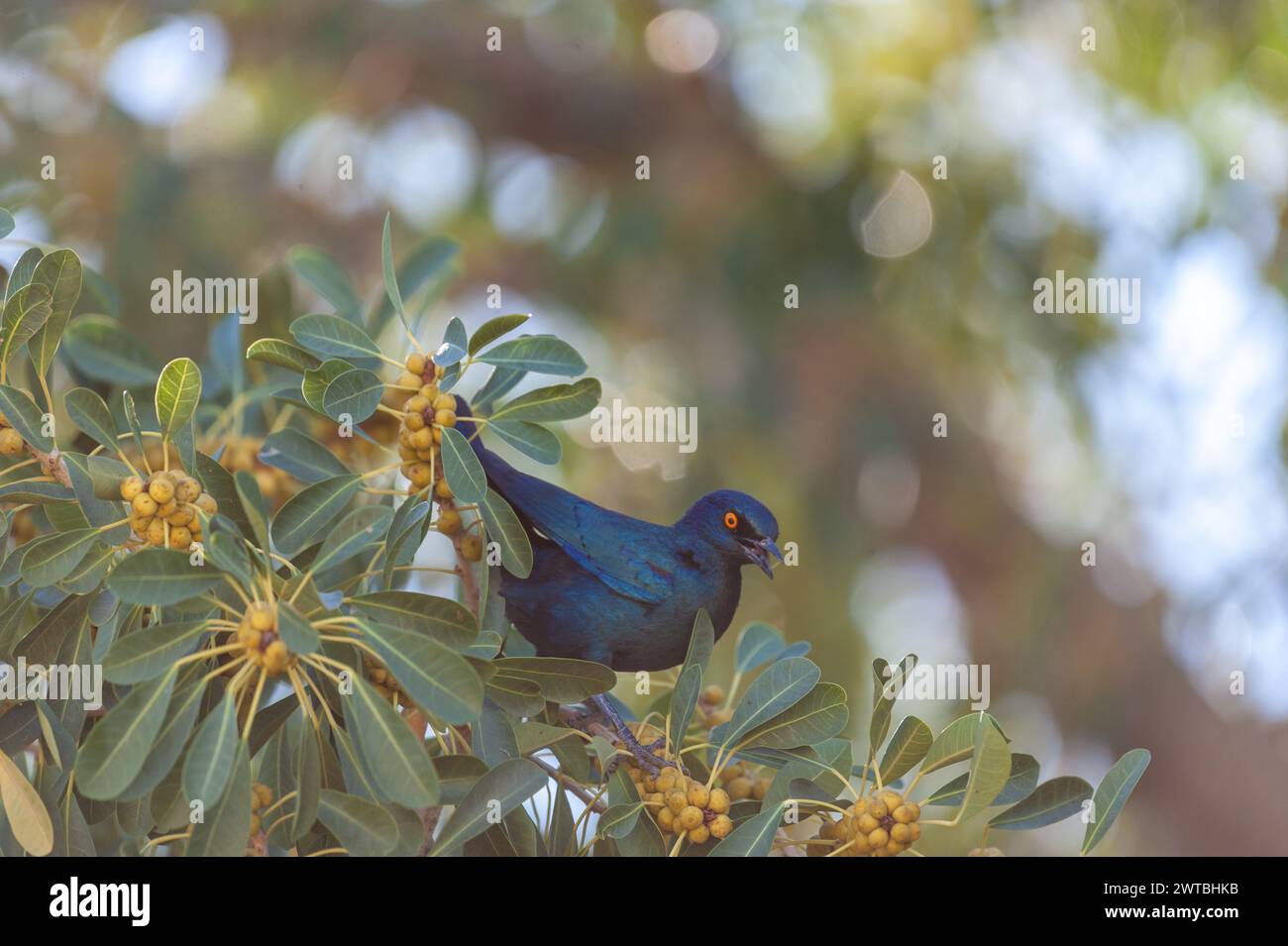 Telephoto of a pale-winged starling - Onychognathus nabouroup- sitting ...