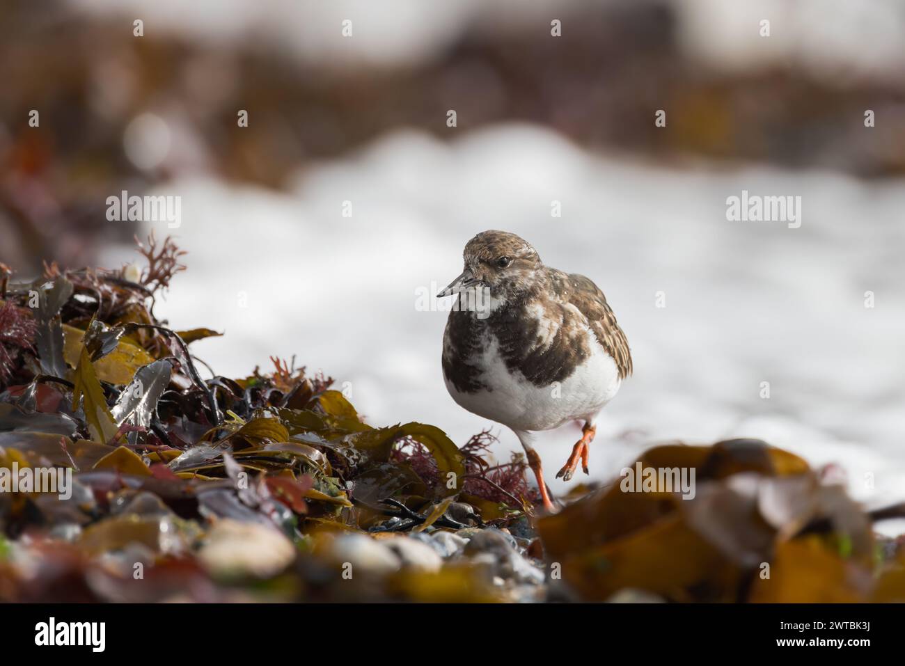 Strand line beach uk hi-res stock photography and images - Alamy