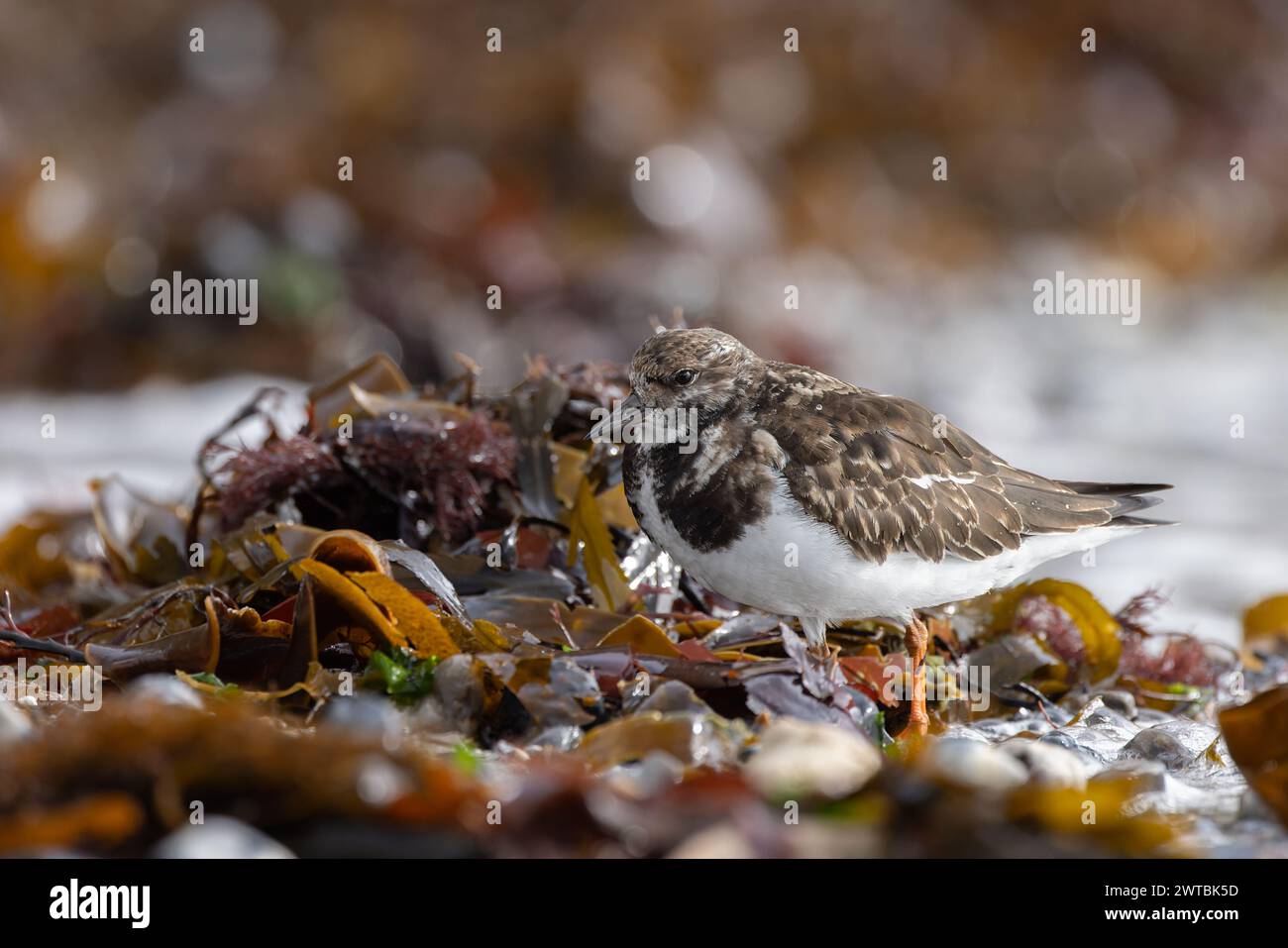 Turnstone [ Arenaria Interpres ] amongst seaweed on the strand line at ...