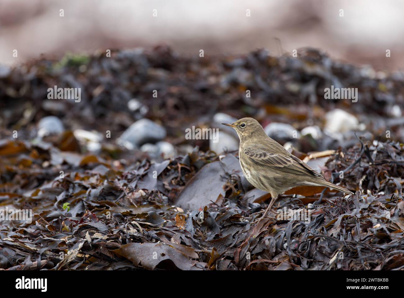European Rock pipit [ Anthus petrosus ] hunting flies in the seaweed on ...
