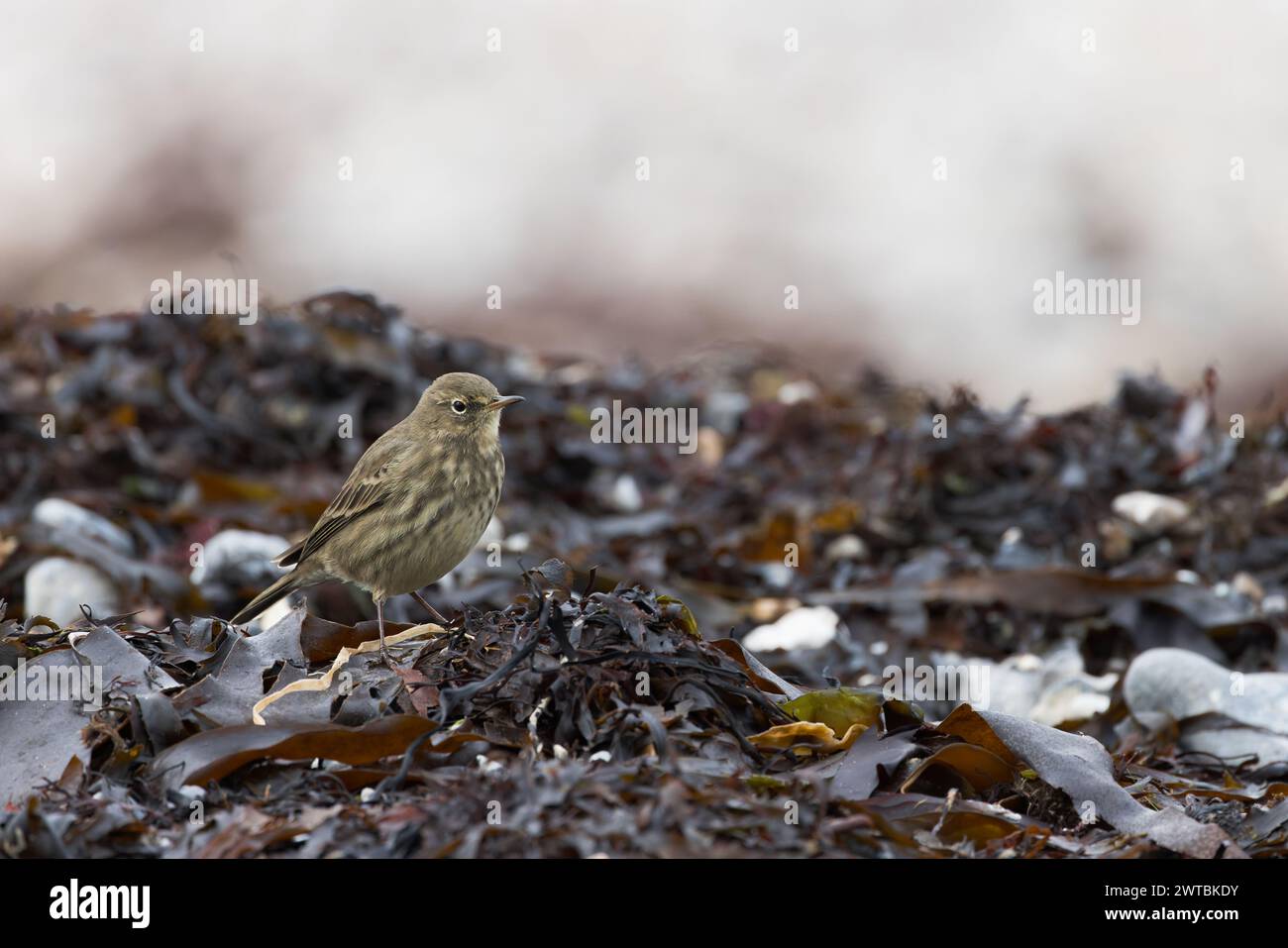 European Rock pipit [ Anthus petrosus ] hunting flies in the seaweed on ...