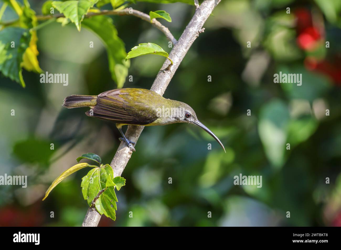 Spiderhunter bird hi-res stock photography and images - Alamy