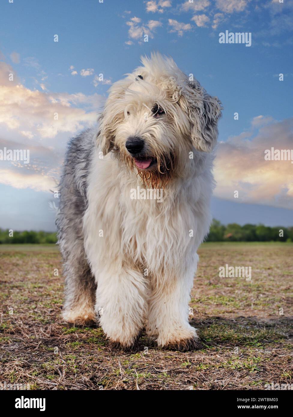 Old English Sheepdog in front of nature background Stock Photo - Alamy