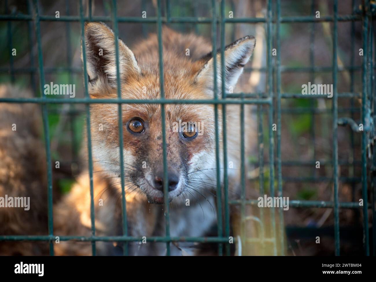 red fox trapped in a cage in a garden Stock Photo - Alamy