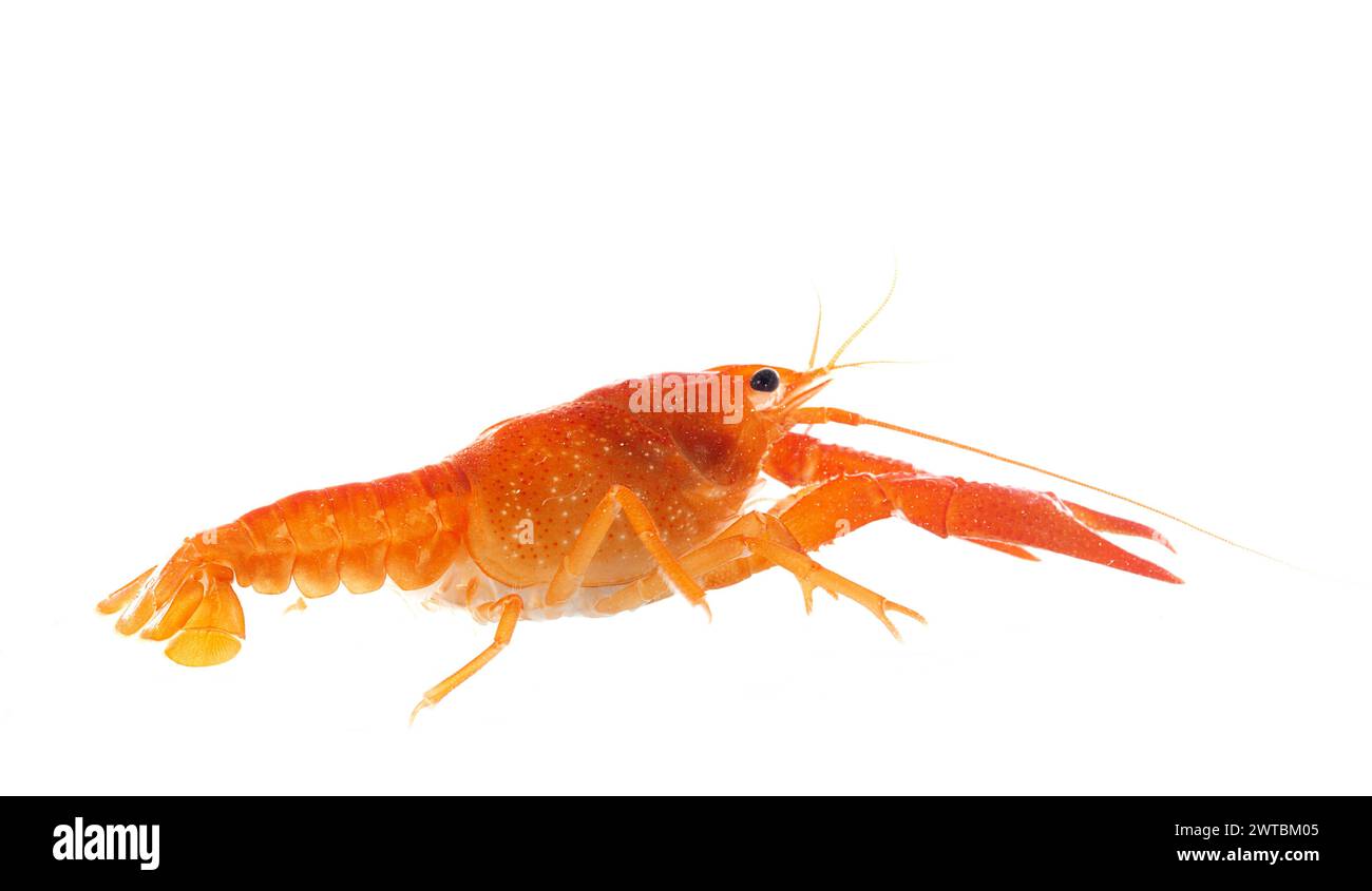 red crayfish in front of white background Stock Photo - Alamy