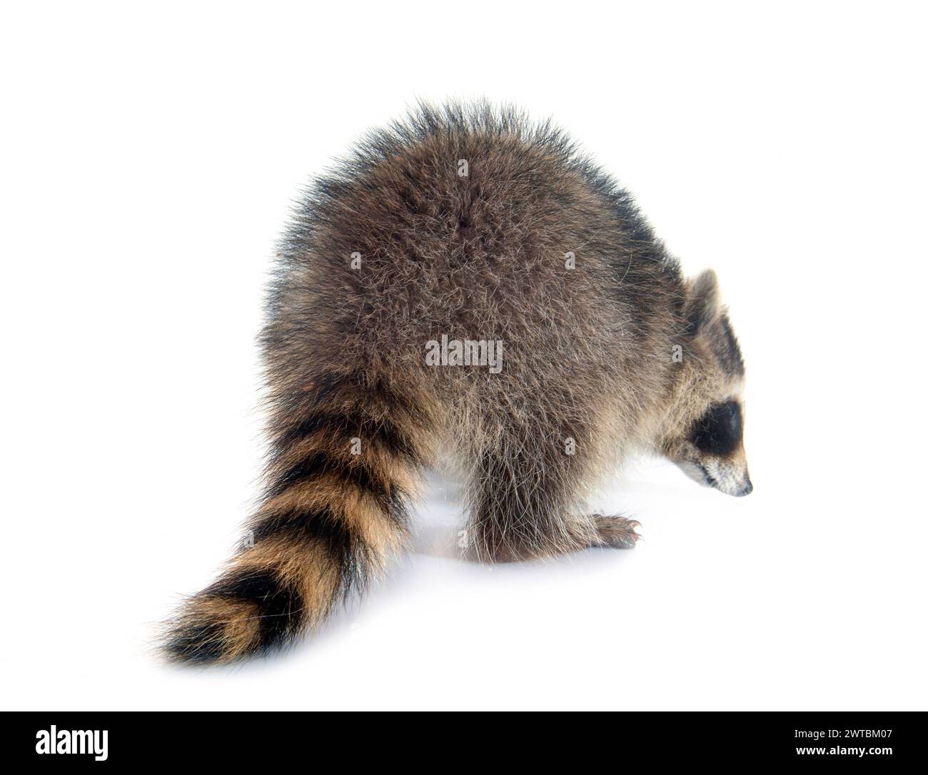 young raccoon in front of white background Stock Photo - Alamy