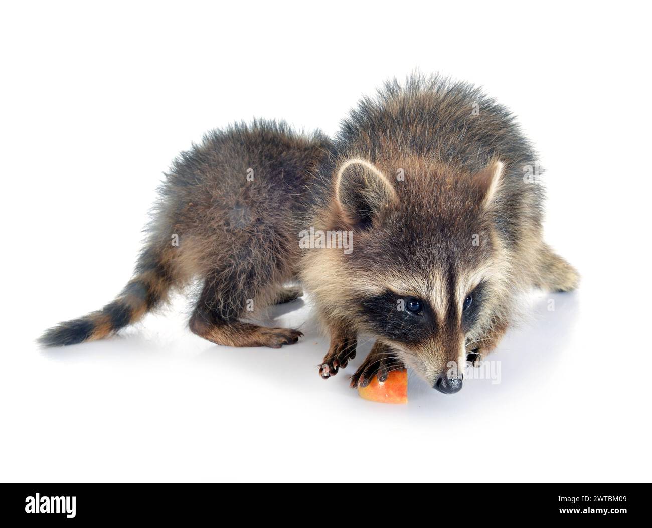 young raccoon in front of white background Stock Photo - Alamy