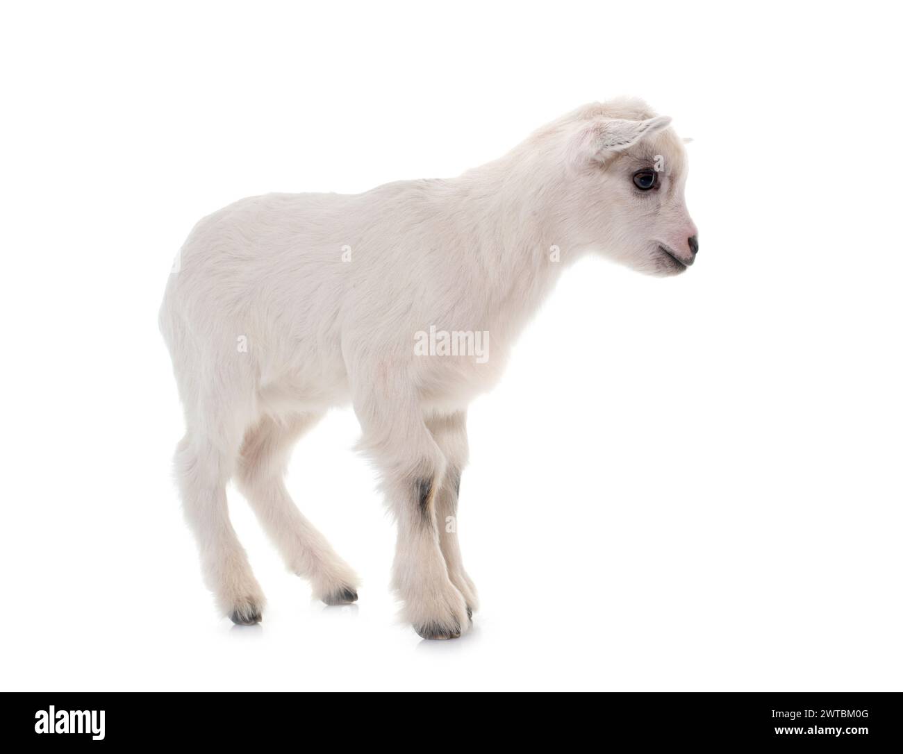 baby goat in front of white background Stock Photo - Alamy