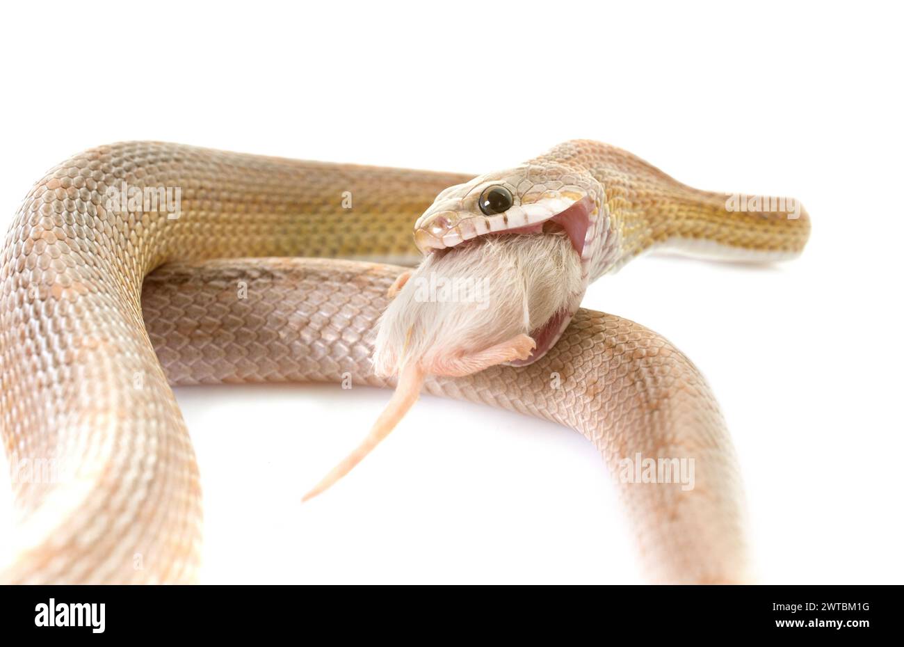 Garter Snake Eating Mouse