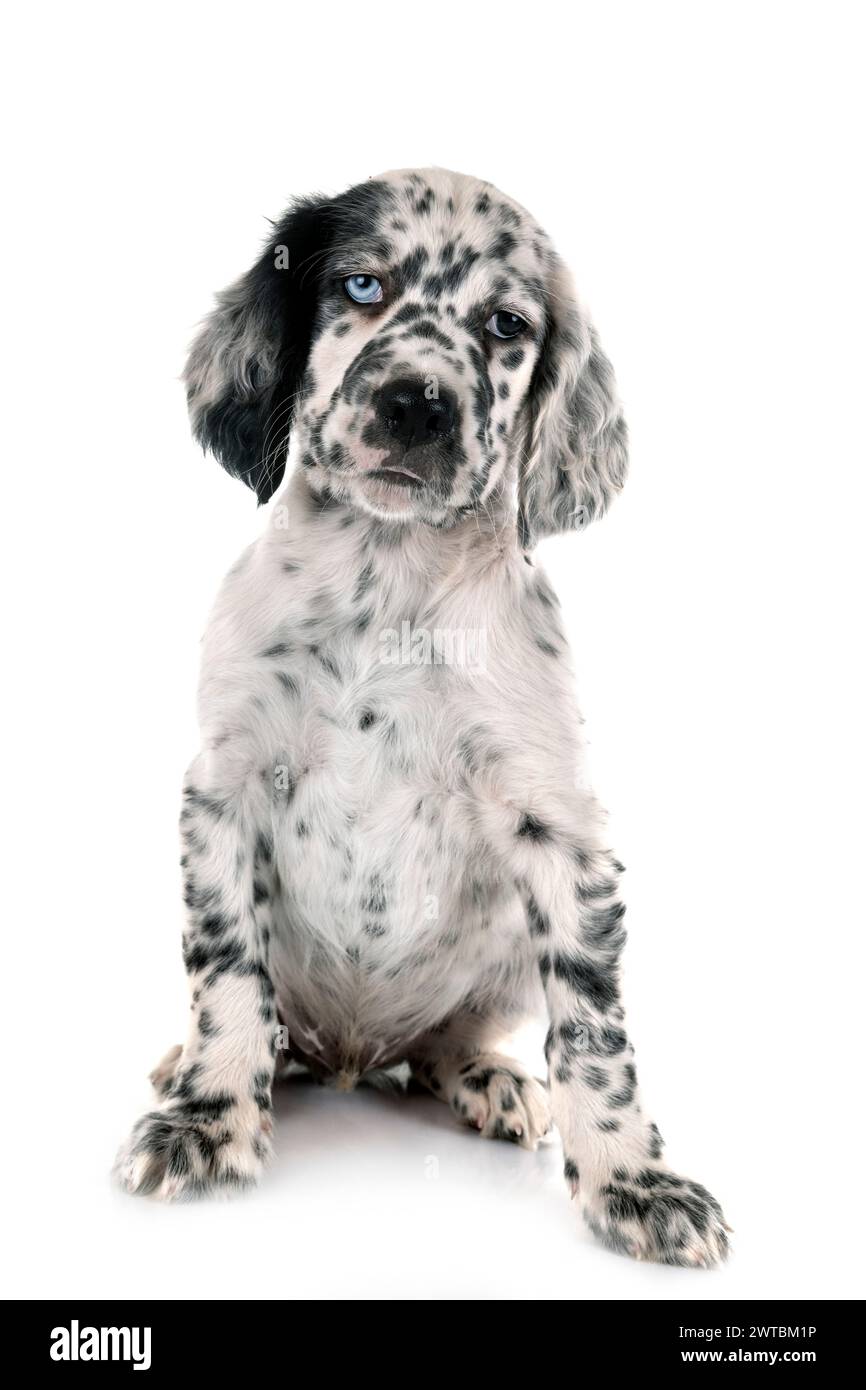 puppy english setter in front of white background Stock Photo - Alamy