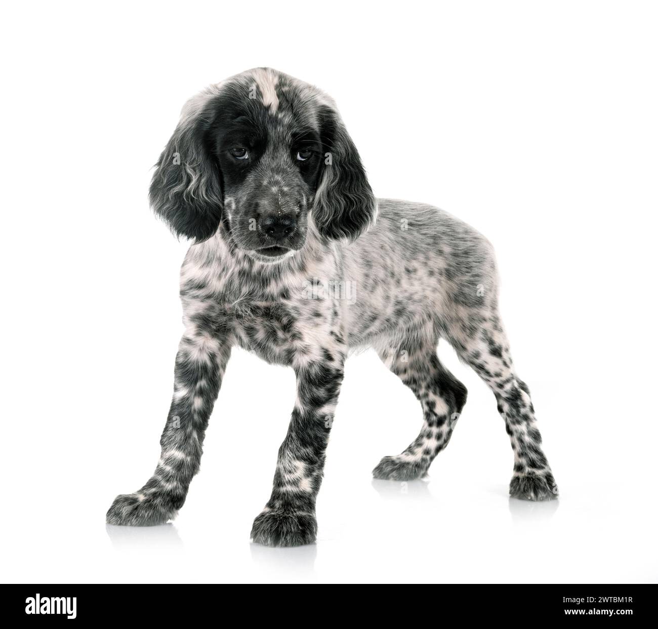 puppy english setter in front of white background Stock Photo - Alamy