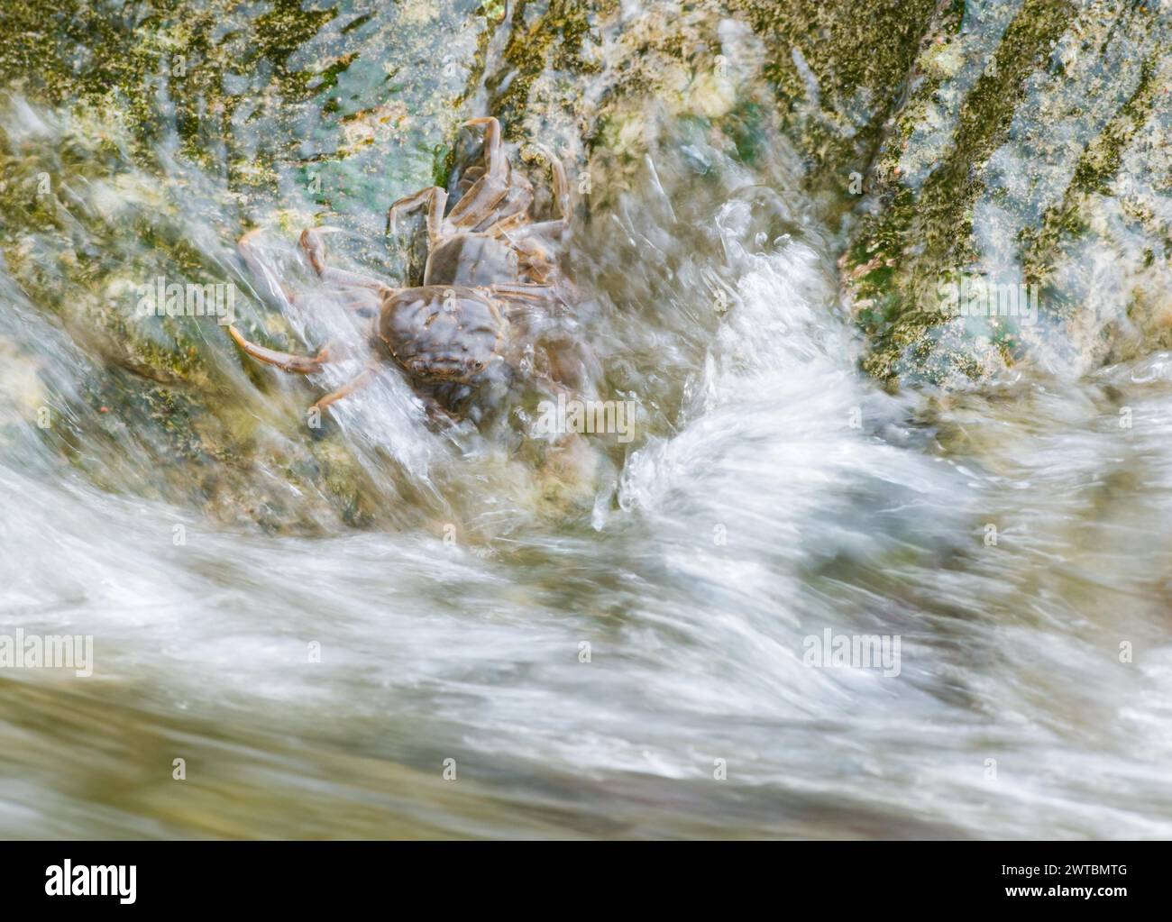 Two chinese mitten crab (Eriocheir sinensis), invasive species, neozoon ...