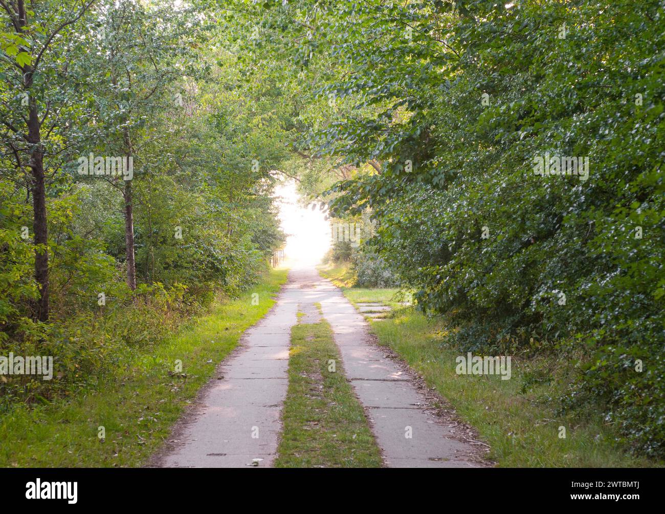 A quiet forest path through green trees, illuminated by soft sunlight ...