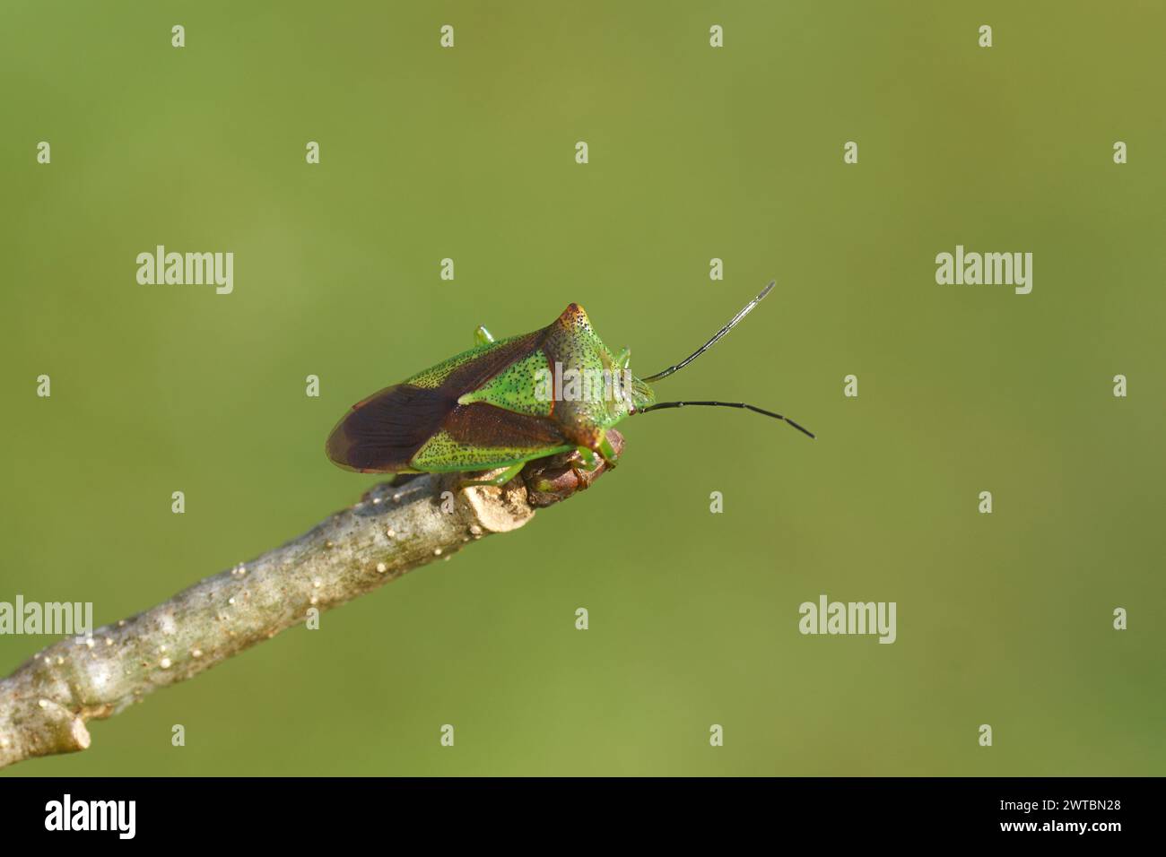Hawthorn shieldbug (Acanthosoma haemorrhoidale), family ...
