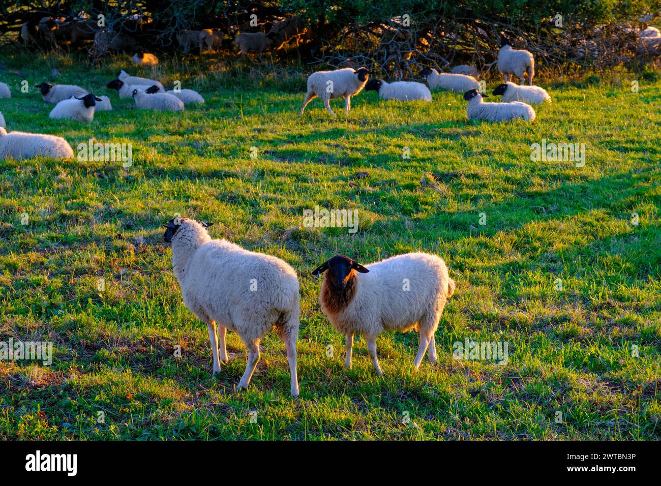 Rhoen sheep, flock of sheep, sheep, sunrise, Hochrhoen road, UNESCO ...
