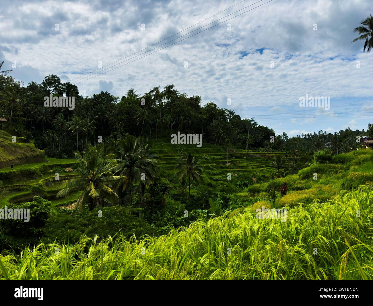 A tropical landscape with vibrant green fields in Ubud, Bali, Indonesia ...