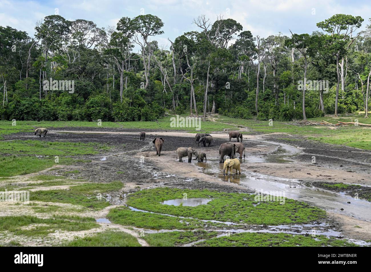 African forest elephants (Loxodonta cyclotis) in the Dzanga Bai forest ...