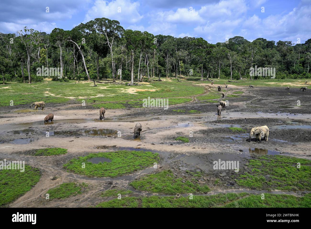 African forest elephants (Loxodonta cyclotis) in the Dzanga Bai forest ...