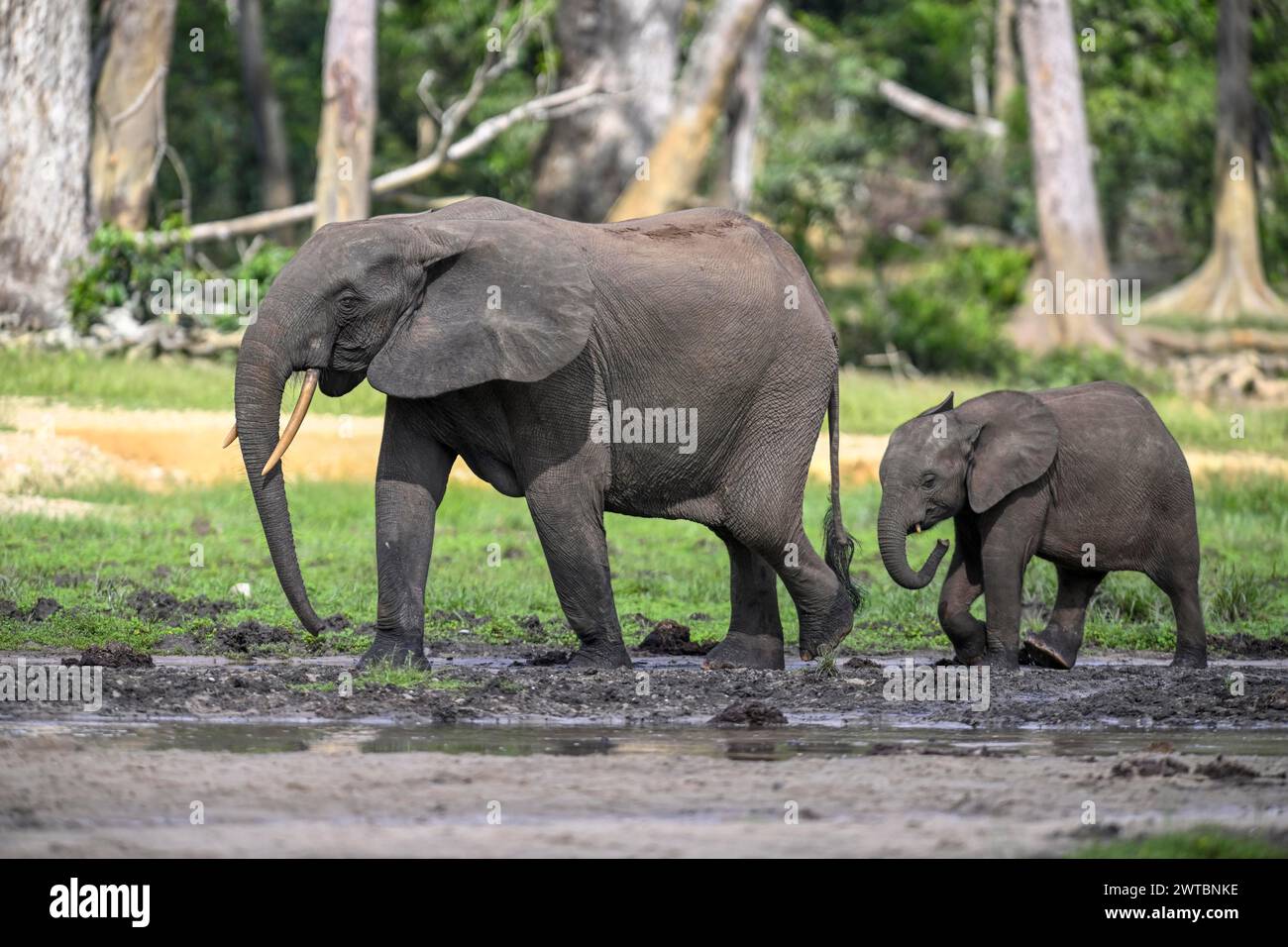 African forest elephants (Loxodonta cyclotis) in the Dzanga Bai forest ...