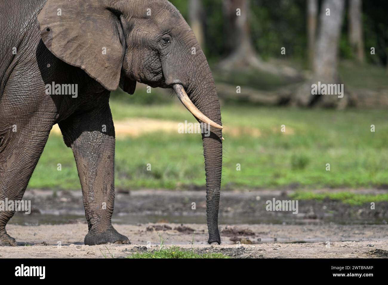 African forest elephant (Loxodonta cyclotis) in the Dzanga Bai forest ...