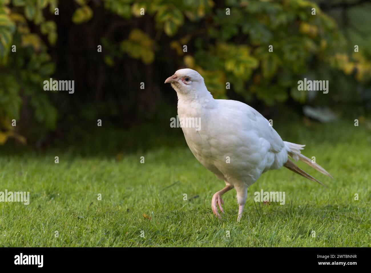 Leucistic bird hi-res stock photography and images - Alamy