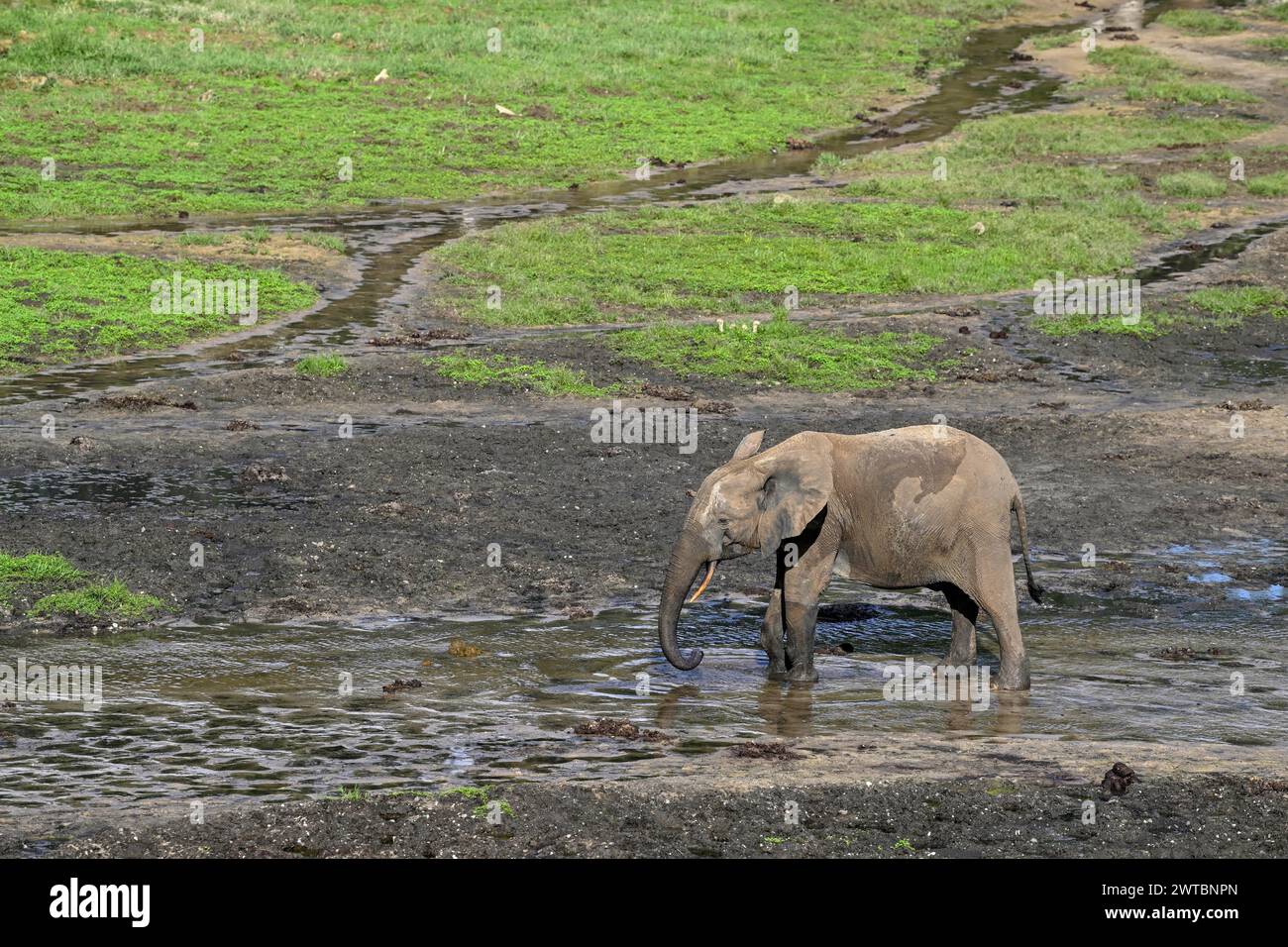 African forest elephant (Loxodonta cyclotis) in the Dzanga Bai forest ...